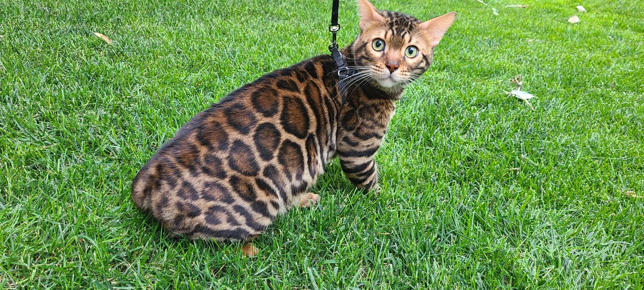 The Royal Bengals: Queens & Kings at Mirabell Bengals