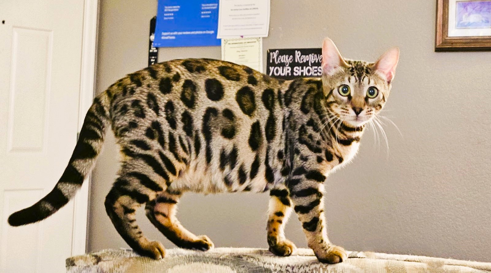 The Royal Bengals: Queens & Kings at Mirabell Bengals