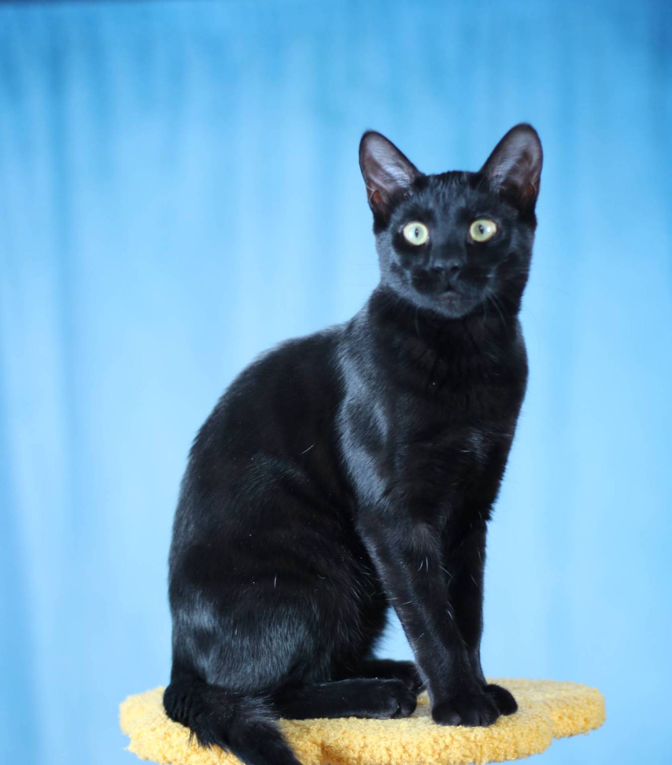 The Royal Bengals: Queens & Kings at Mirabell Bengals