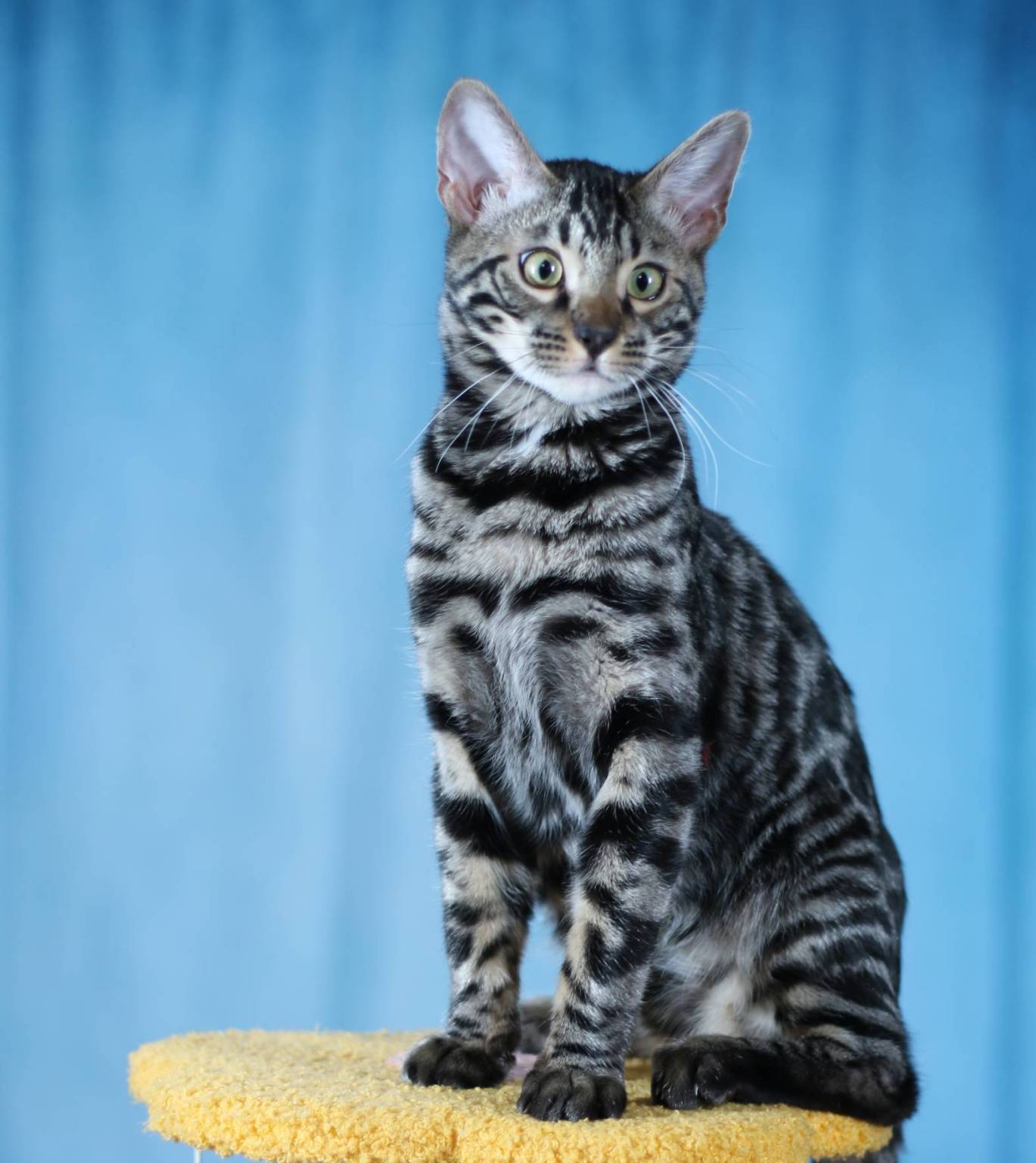 The Royal Bengals: Queens & Kings at Mirabell Bengals