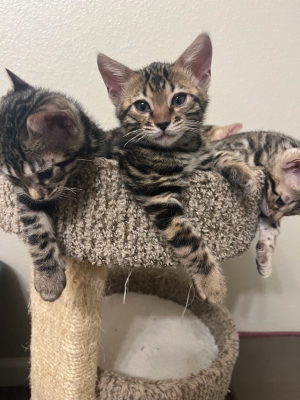 Available Kittens - Bengal Kittens Available | Mirabell Bengals | Denver, Colorado