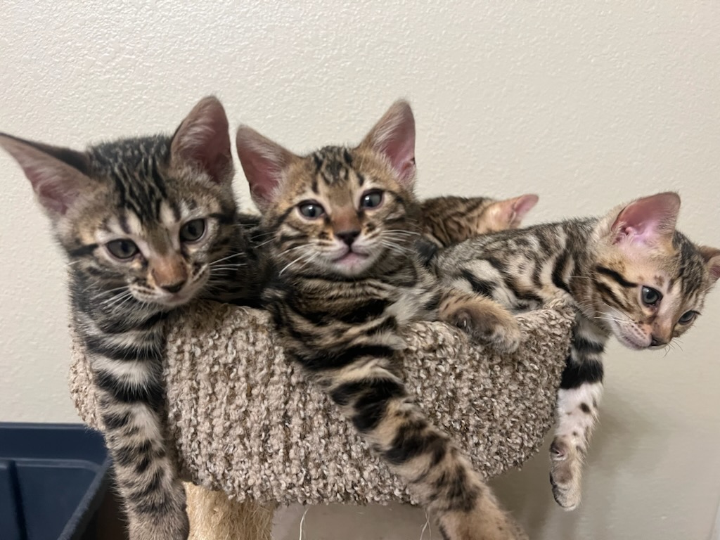 Available Kittens - Bengal Kittens Available | Mirabell Bengals ...