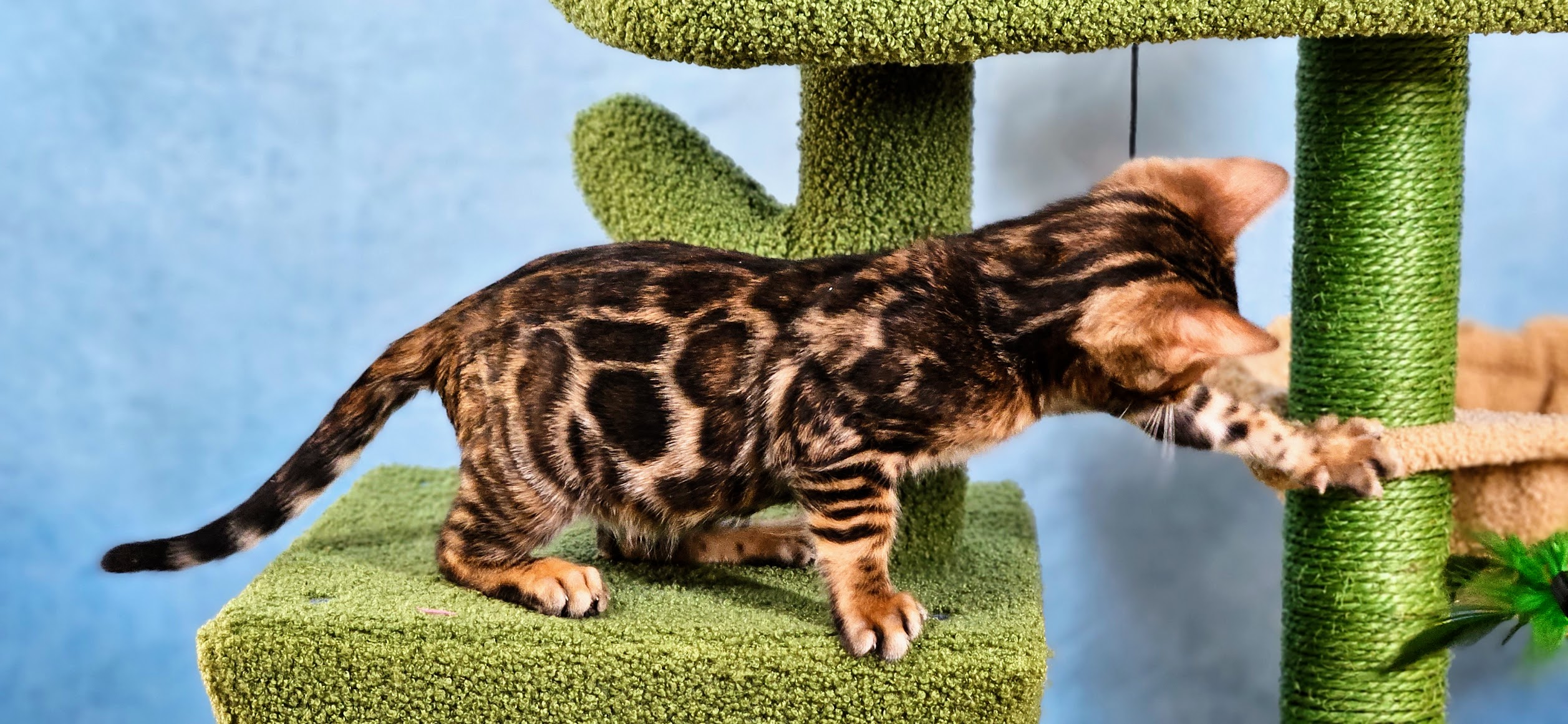 Exotic Bengal Kitties for Sale | Certified Breeder USA