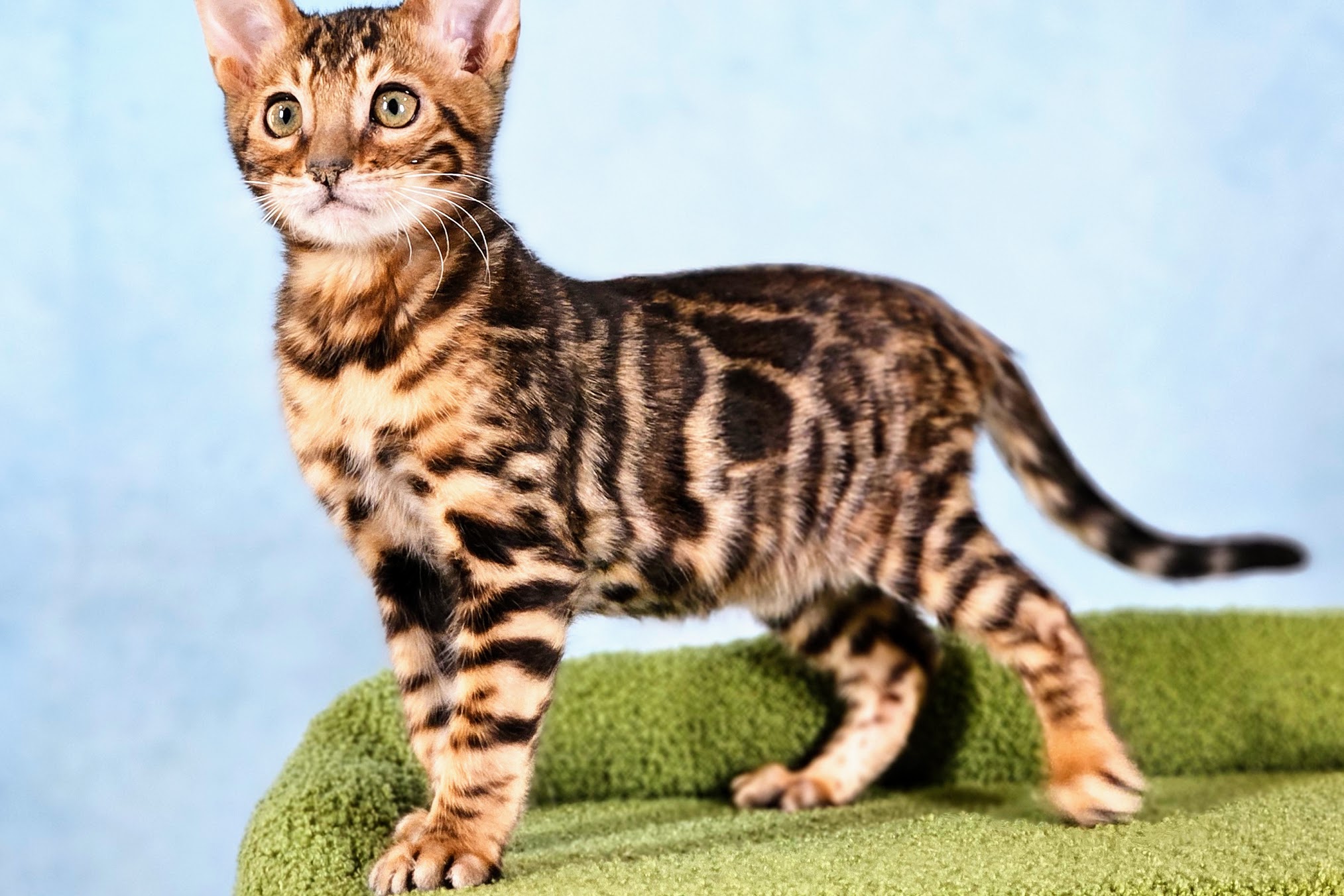 Exotic Bengal Kitties for Sale | Certified Breeder USA