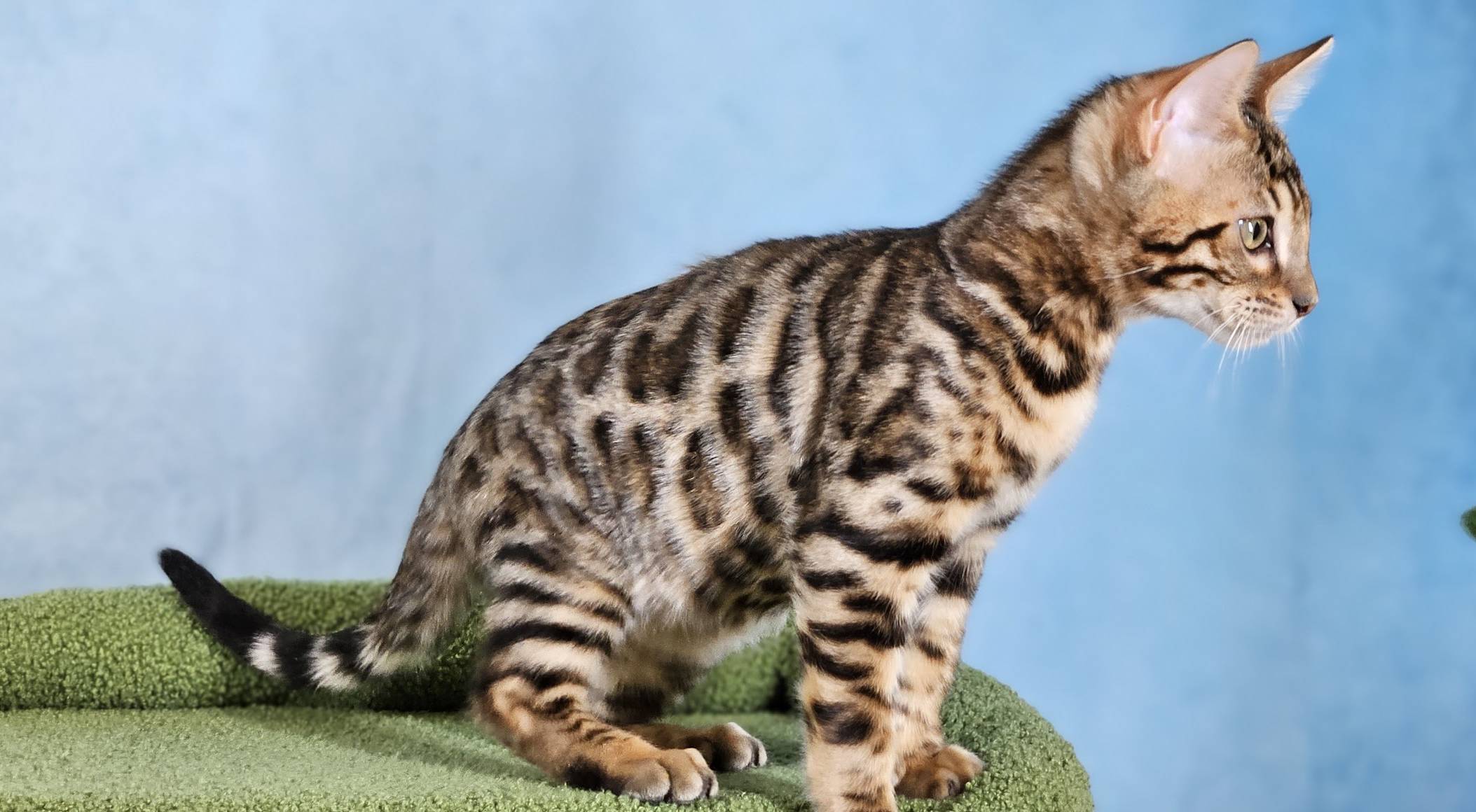 Exotic Bengal Kitties for Sale | Certified Breeder USA