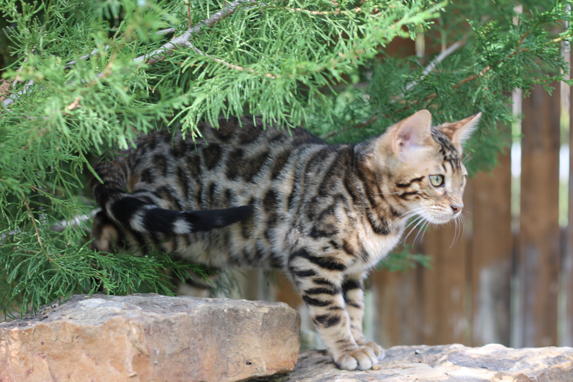 Exotic Bengal Kitties for Sale | Certified Breeder USA