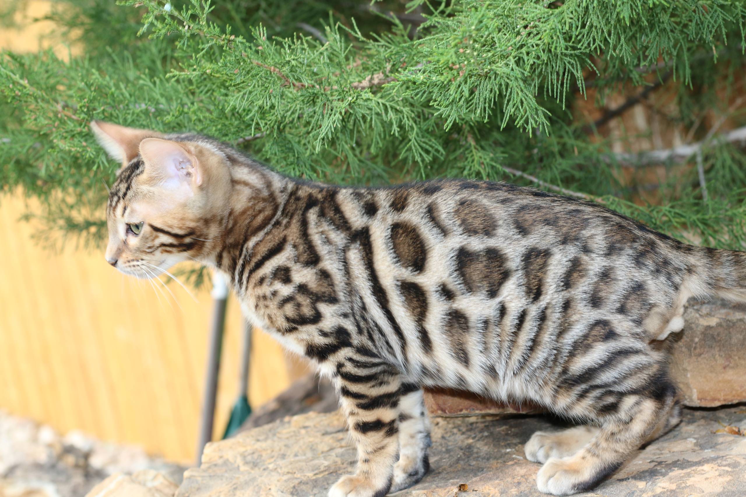 Exotic Bengal Kitties for Sale | Certified Breeder USA