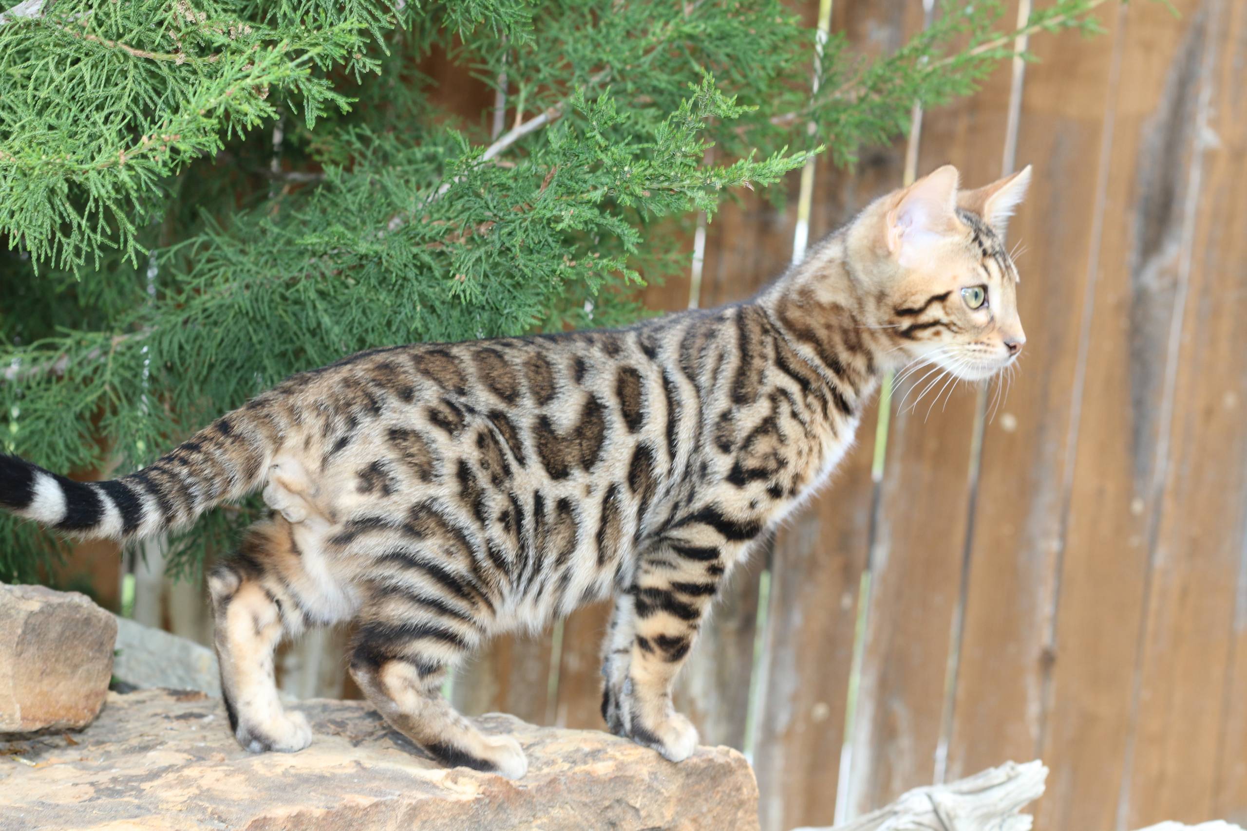 Exotic Bengal Kitties for Sale | Certified Breeder USA