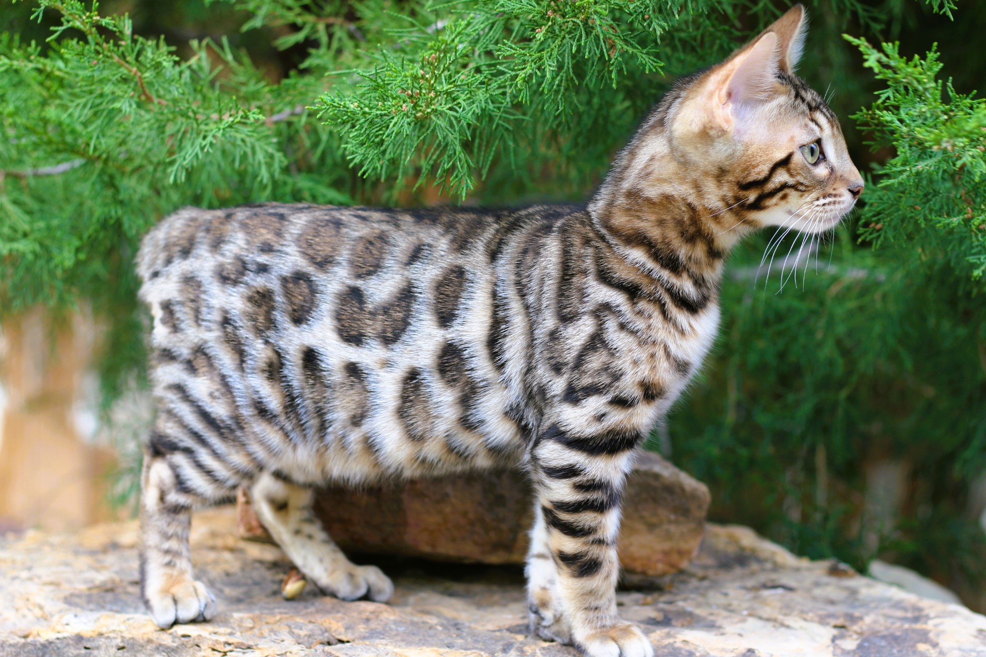 Exotic Bengal Kitties for Sale | Certified Breeder USA