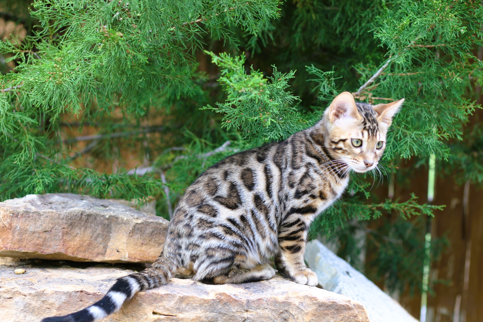 Exotic Bengal Kitties for Sale | Certified Breeder USA