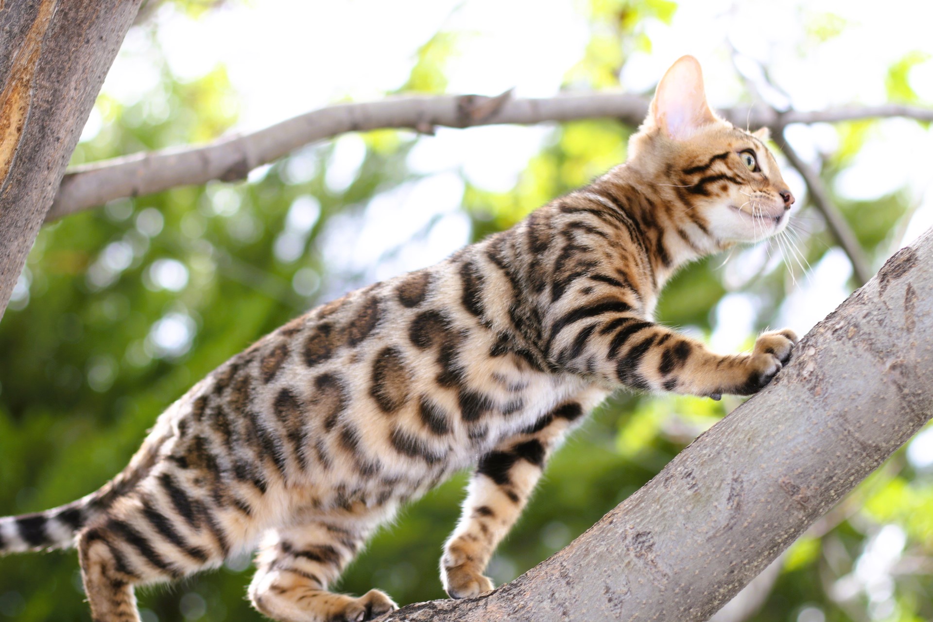 Exotic Bengal Kitties for Sale | Certified Breeder USA