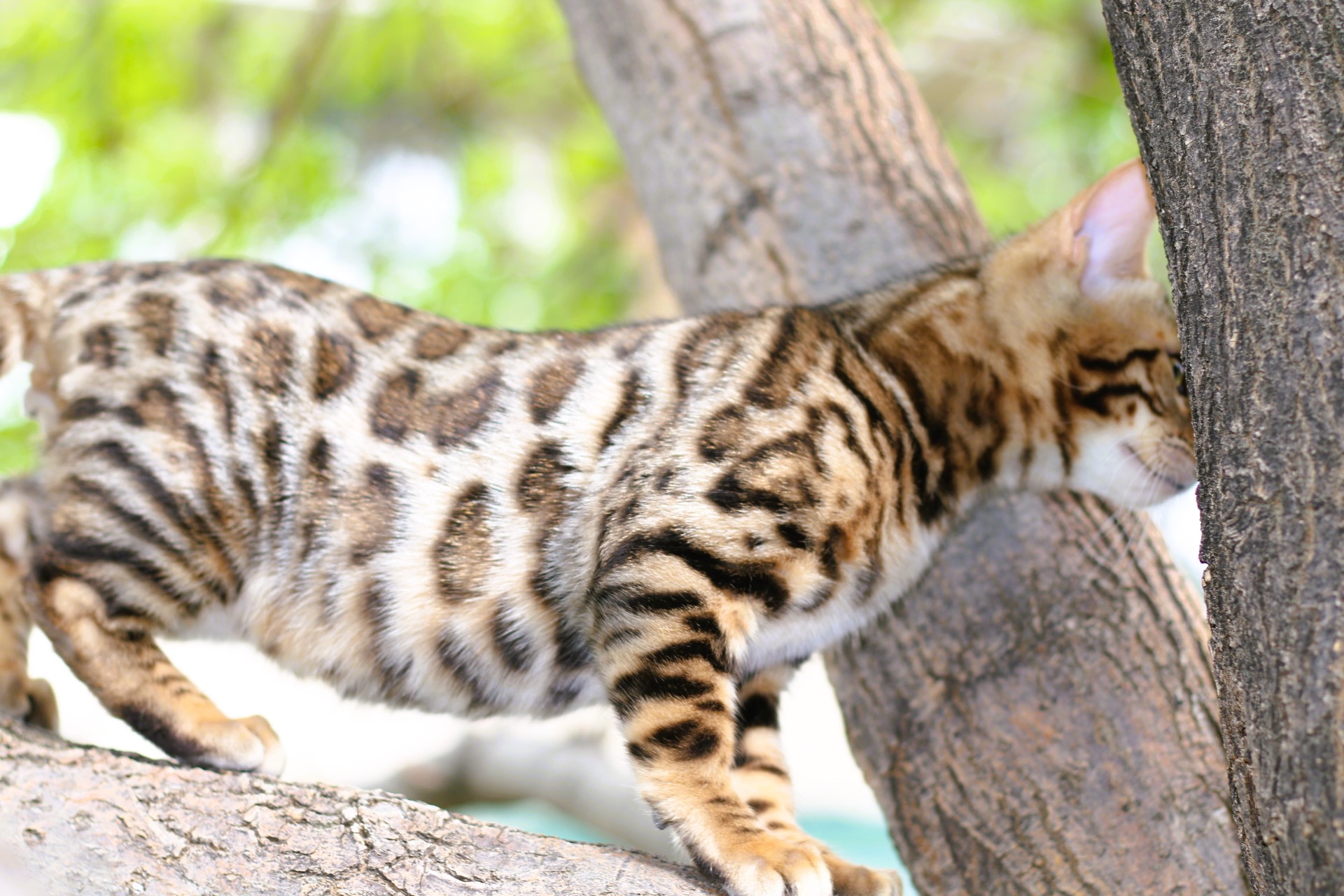Exotic Bengal Kitties for Sale | Certified Breeder USA