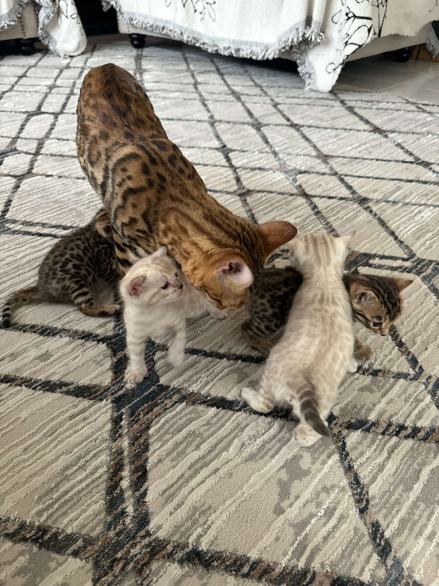 Exotic Bengal Kitties for Sale | Certified Breeder USA