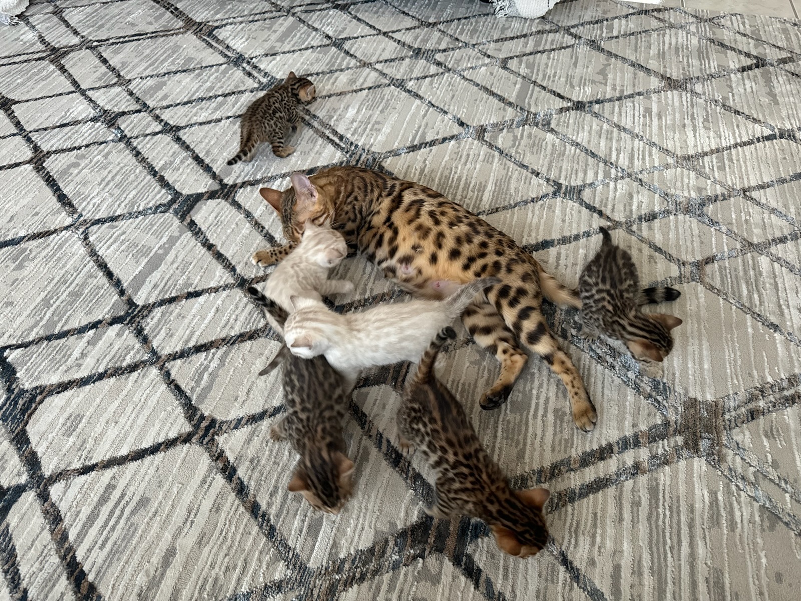 Exotic Bengal Kitties for Sale | Certified Breeder USA